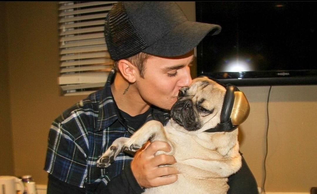 Doug The Pug's Profile, Net Worth, Age, Height, Relationships, FAQs