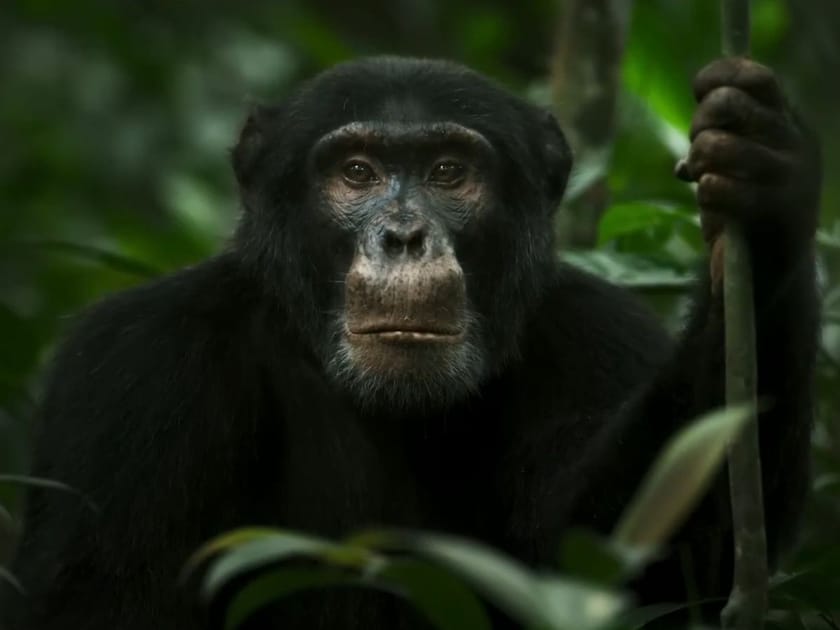 What time will Chimp Empire air on Netflix? Release date, what to ...