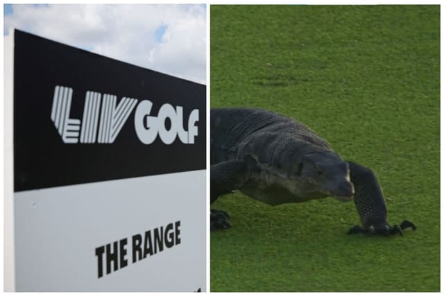 Watch: A giant monitor lizard makes appearance on greens at LIV Golf ...