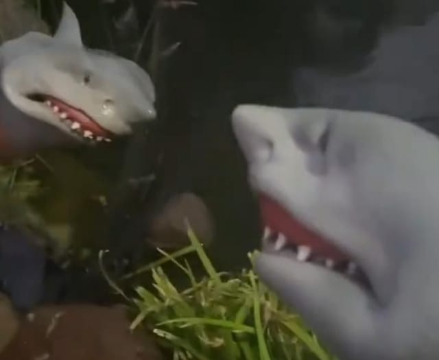 the.shark.puppet's Profile, Net Worth, Age, Height, Relationships, FAQs