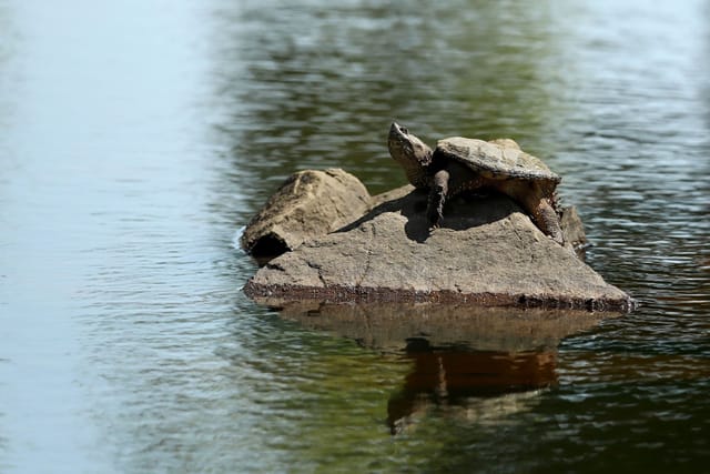 "Ate the last guy who told him about salads": Giant snapping turtle in ...