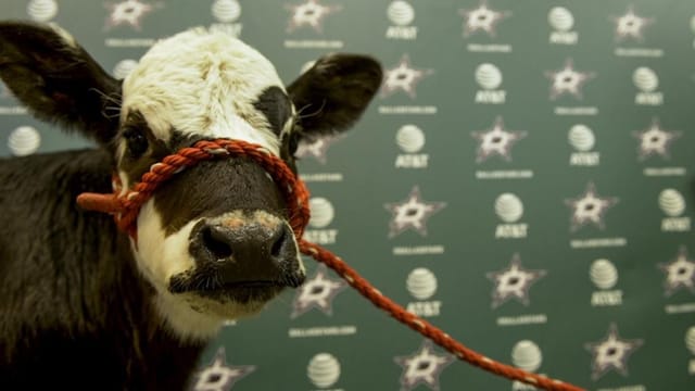 When Dallas Stars adopted a cow as its official team pet, fans named it ...
