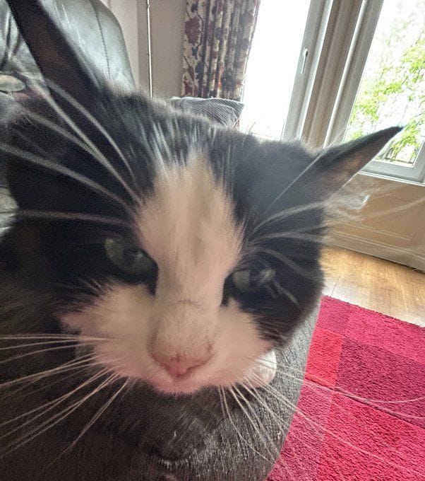 "Got a b*llsack on his neck" - KSI gets trolled after revealing his new ...