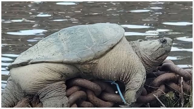 "Ate the last guy who told him about salads": Giant snapping turtle in ...