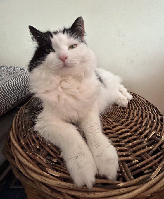 "Got a b*llsack on his neck" - KSI gets trolled after revealing his new cat on Twitter