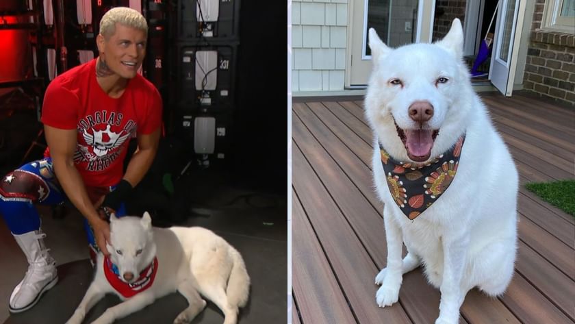 Cody Rhodes dog: Cody Rhodes' dog: Everything you need to know about ...