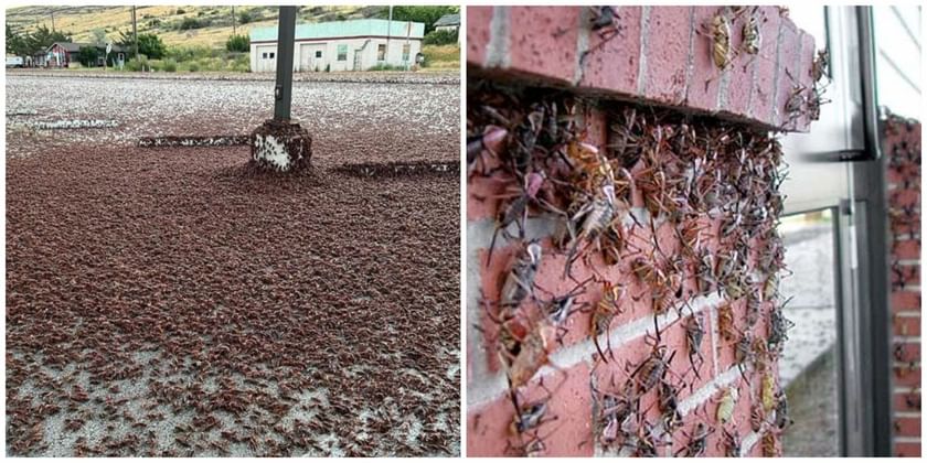 "It's legit horrifying": Mormon crickets in Elko, Nevada sets internet ...