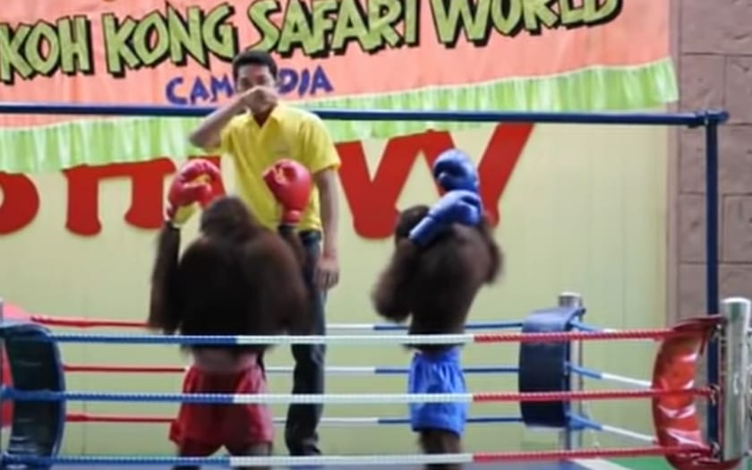 Orangutan boxing: What is orangutan boxing? When PETA released a strong ...