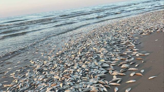Texas Gulf: “The beginning of the end”: Why is the Texas Gulf Coast covered with dead fish ...