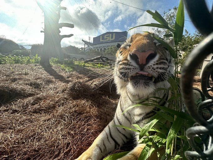 What is LSU mascot? All about Mike the Tiger’s iconic tradition.