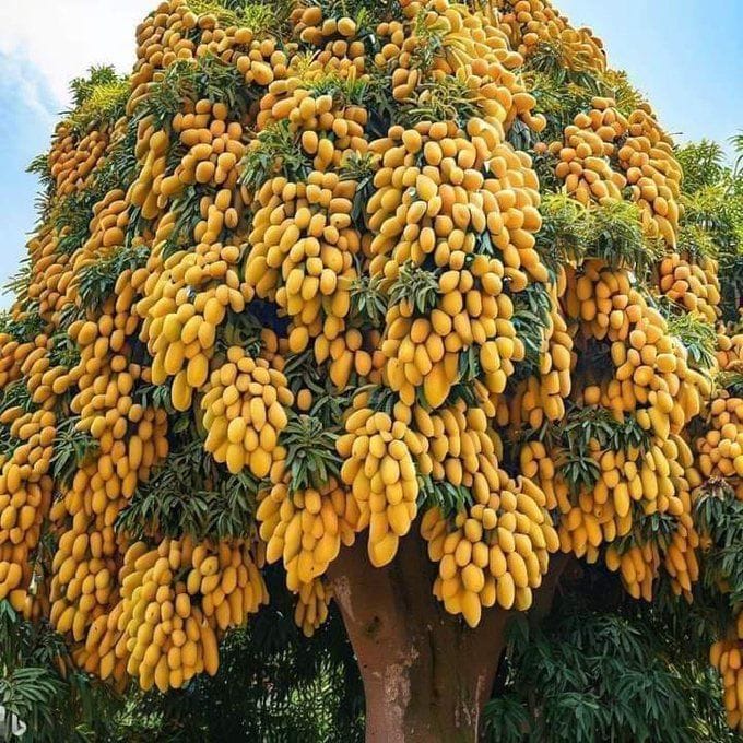 Fact Check: Is the picture of the mango tree real? Viral social media ...