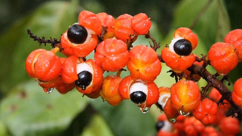 Exploring the health benefits and potential side effects of guarana