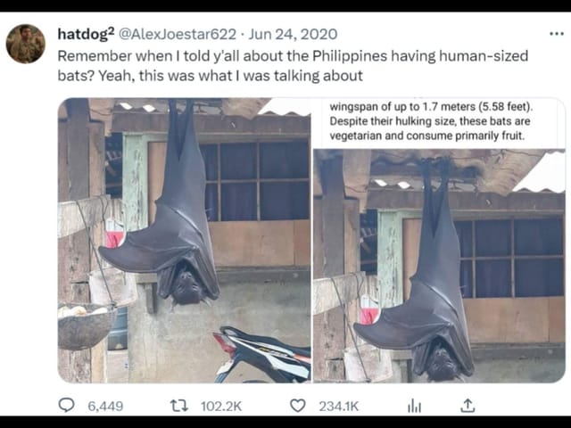 human sized bat: "That's just my ex wife": Resurfaced video of human ...