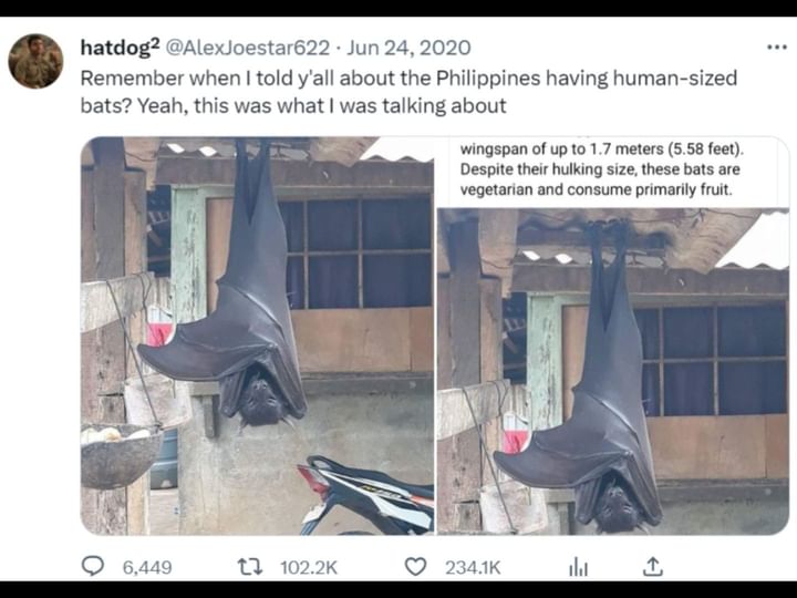 human sized bat: "That's just my ex wife": Resurfaced video of human-sized bat takes internet by ...