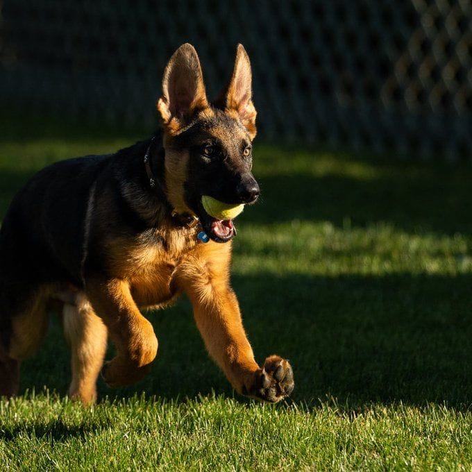 Joe Biden: What breed is Joe Biden's dog? Reports of Commander biting ...