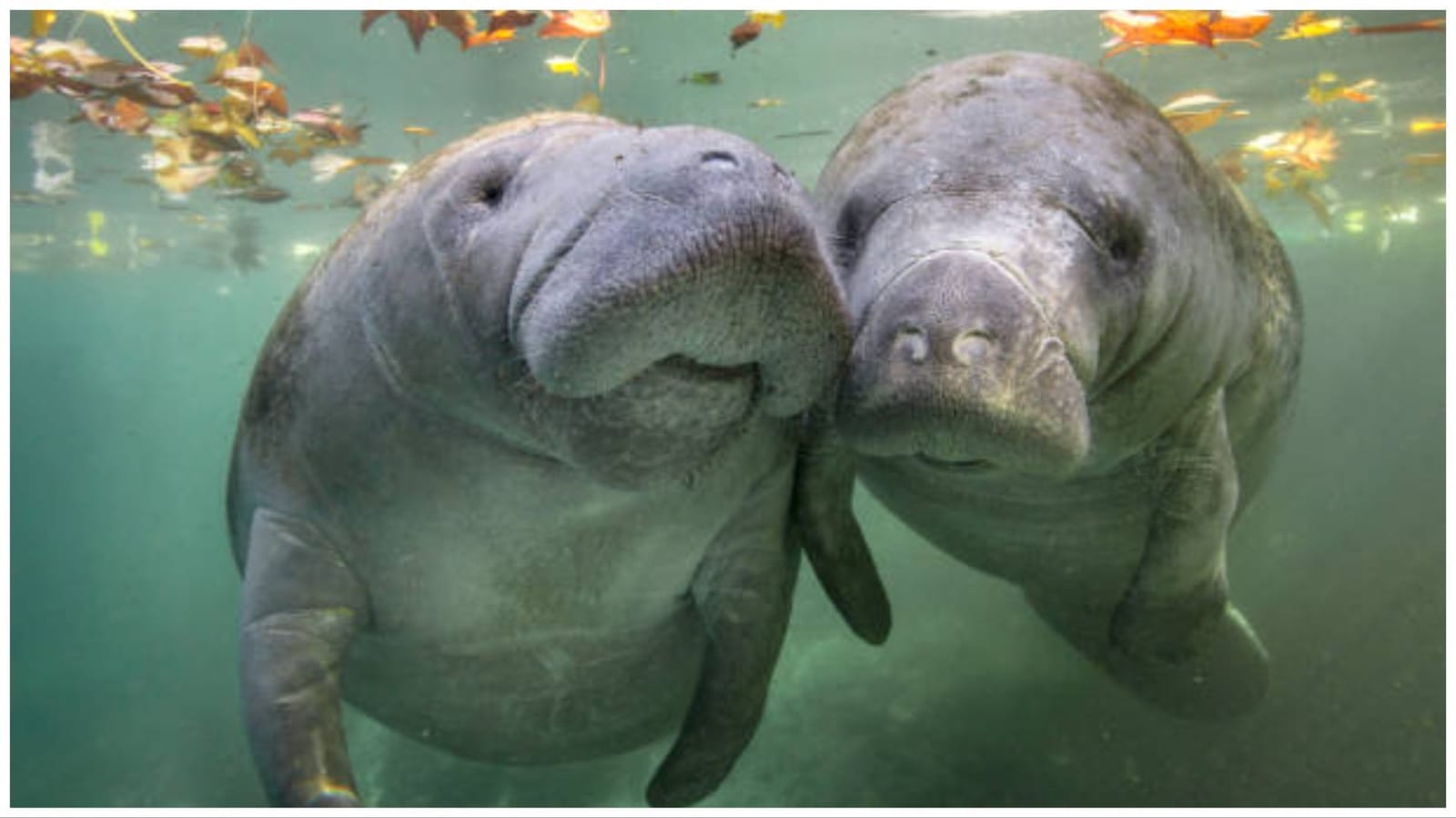Manatee: "Step bro took it too far": Manatee dies in Florida aquarium ...