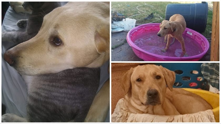 Elliott Palmer petition amasses over 16,590 signatures after cop ...