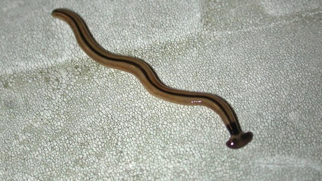 What are invasive hammerhead worms? Experts warn against toxic wriggler ...