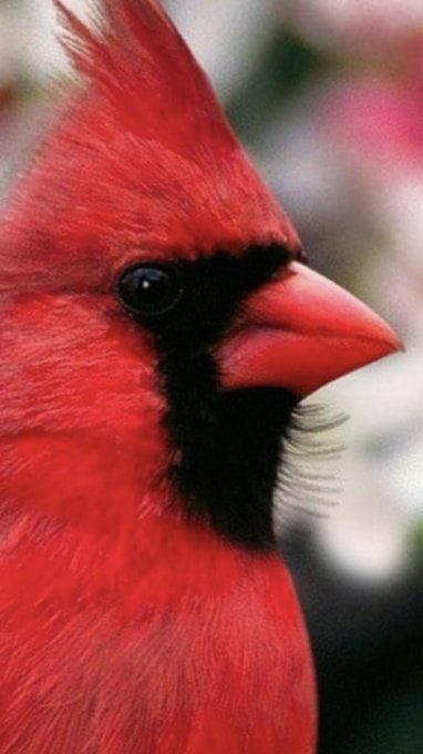 Which NFL teams have bird mascots? Franchises' match-day star's history ...