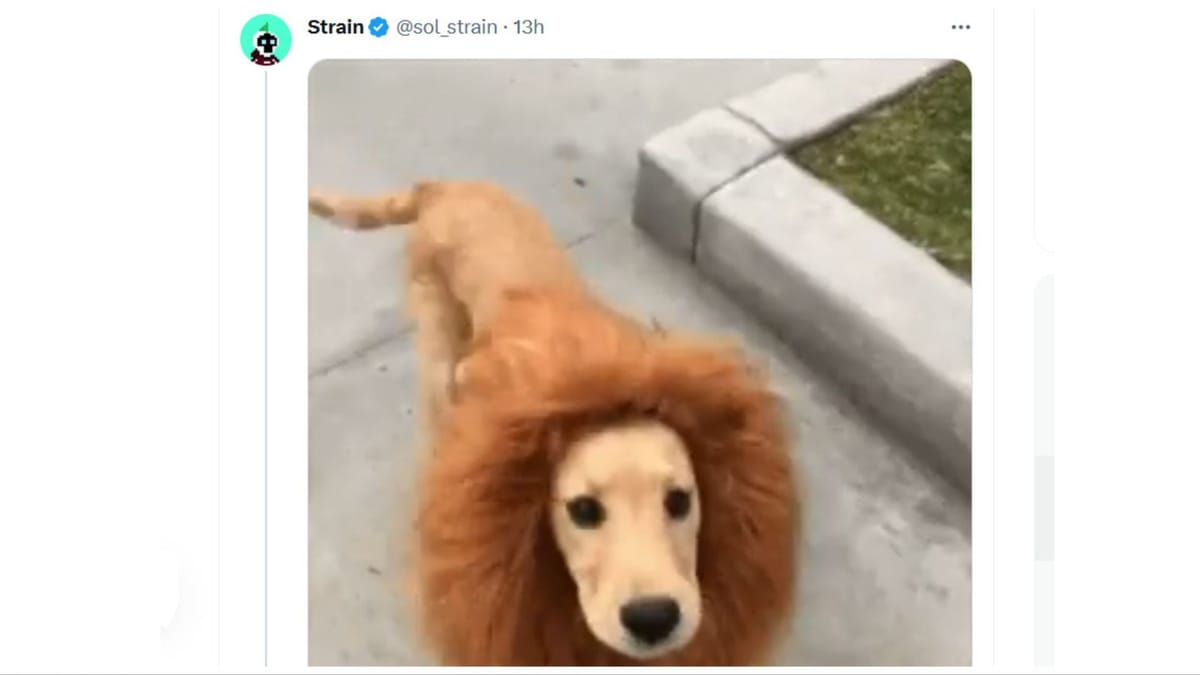 zoo: "That's called good marketing": Chinese zoo tries to pass off dog ...