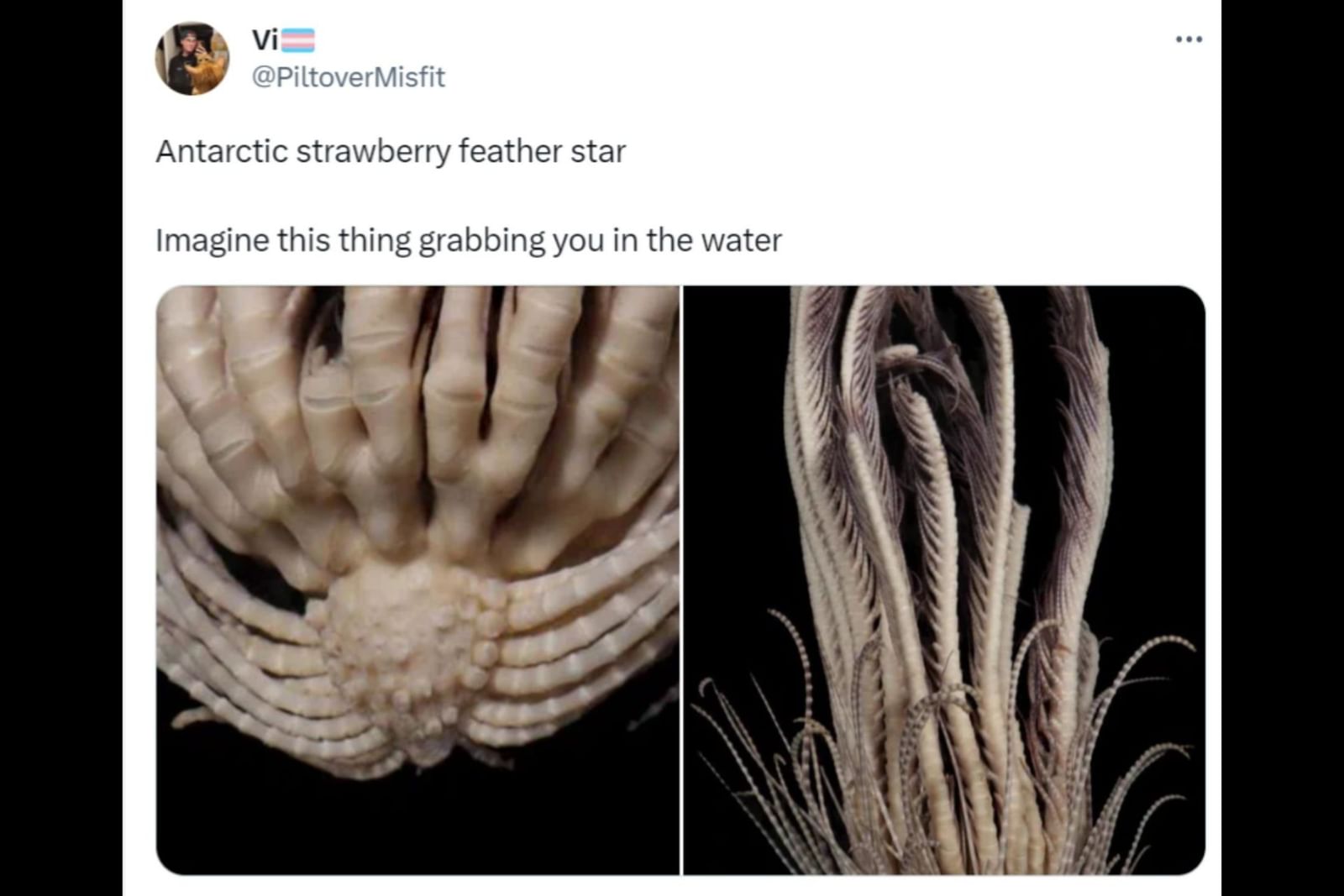 Antarctic Strawberry Feather Star: “Getting Aliens movie vibes ...