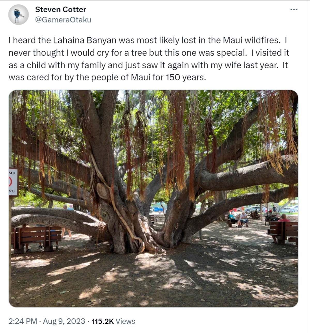 Lahaina: How did the fire in Maui start? Potential Lahaina Banyan tree ...
