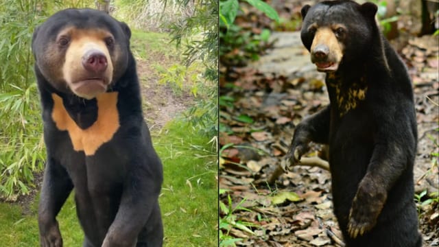 "That's a grown man": Chinese Zoo Sun bear video sparks hilarious ...