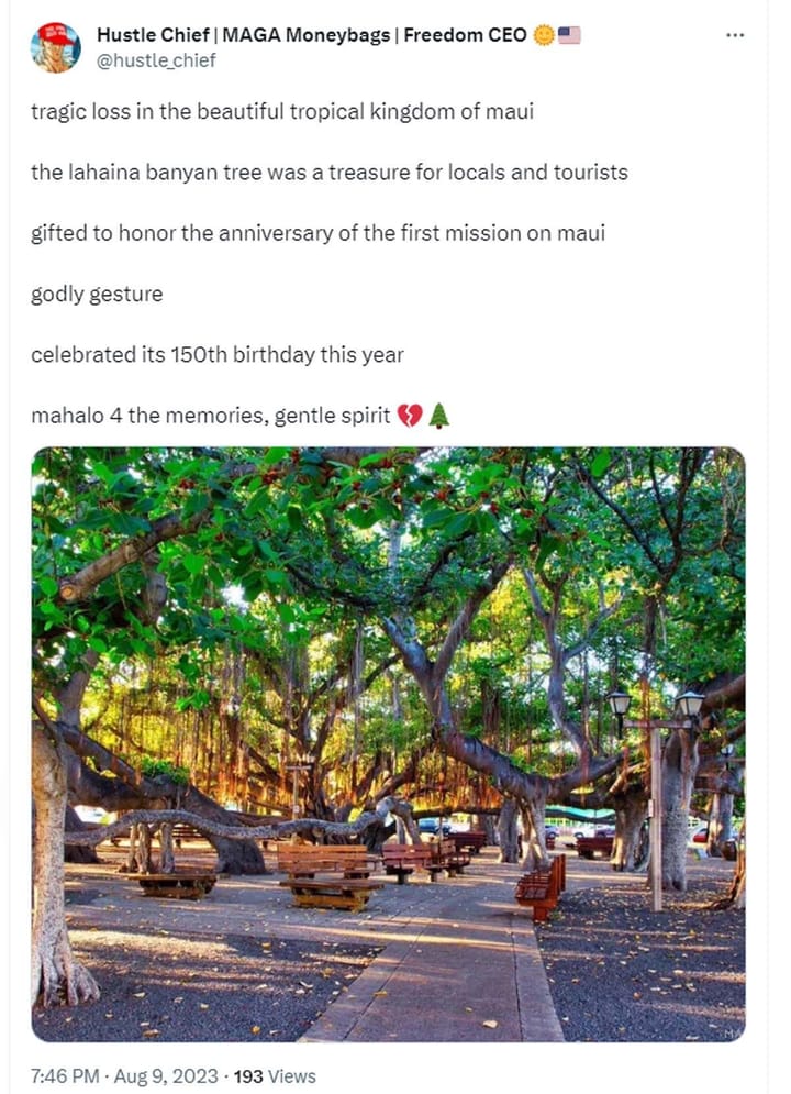 Lahaina: How did the fire in Maui start? Potential Lahaina Banyan tree ...