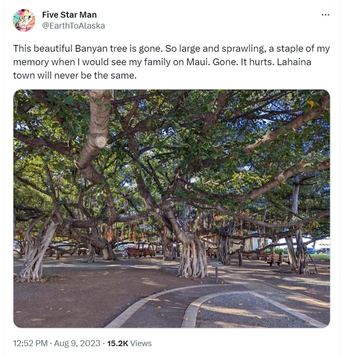 Lahaina: How did the fire in Maui start? Potential Lahaina Banyan tree ...