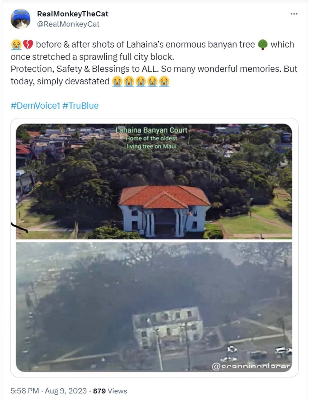 Lahaina: How did the fire in Maui start? Potential Lahaina Banyan tree ...