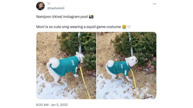 RM's pet Moni: 5 best moments of BTS' Kim Nam-joon with Moni to ...