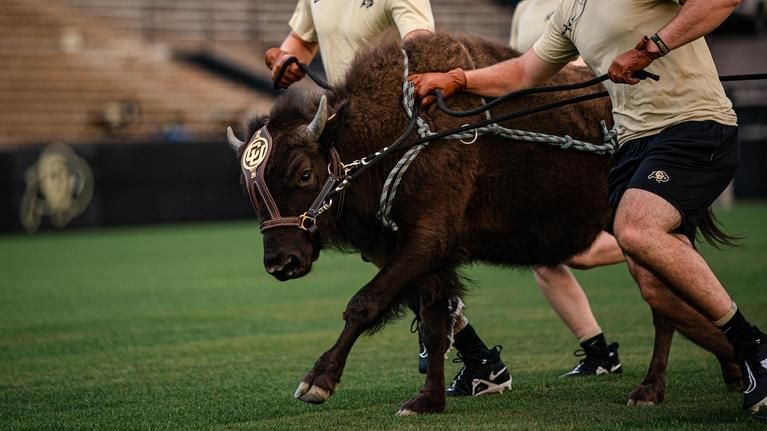 What Is CU Boulder's New Mascot?