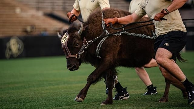 What Is CU Boulder's New Mascot?