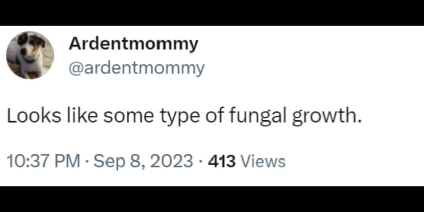 Golden Orb: "Could be a Kaiju's egg": Golden Orb discovered in Alaska ...