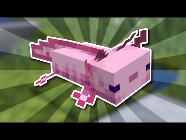 Minecraft rarest axolotl guide