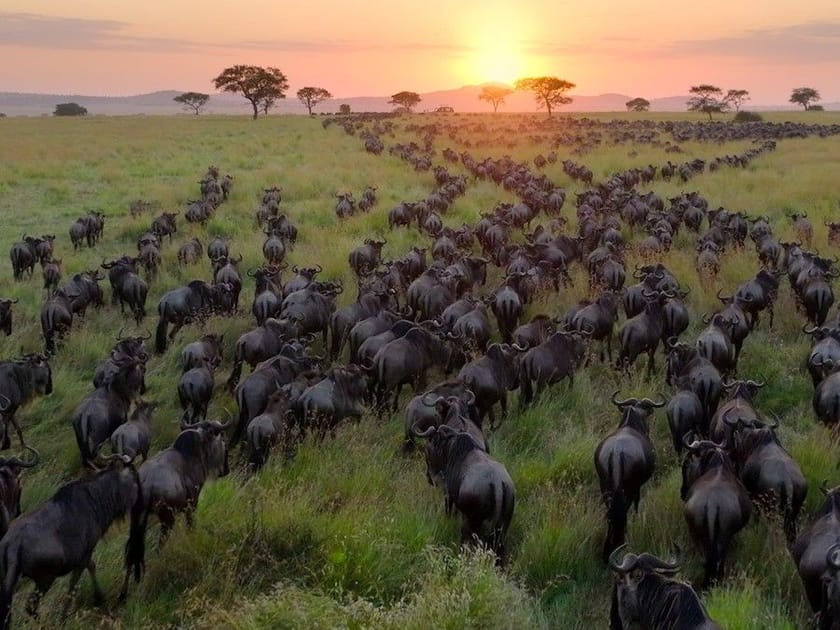 5 best nature documentaries to catch on Netflix