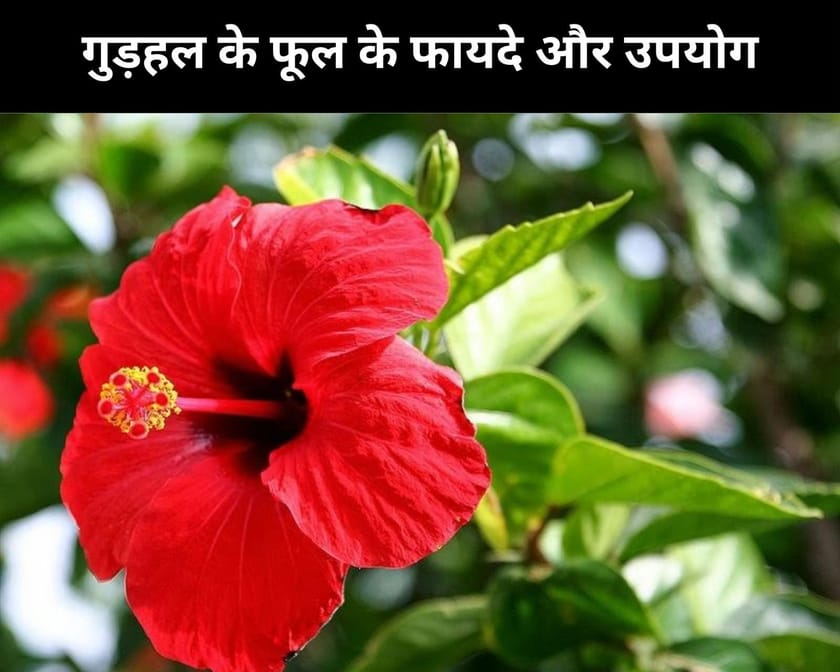 Gudhal Flower Ke Fayde In Hindi | Best Flower Site