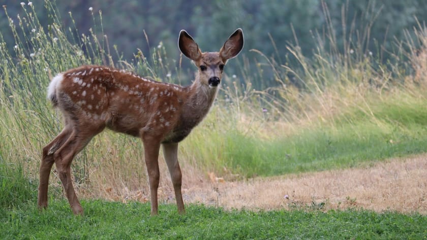 Can the ‘Zombie deer disease’ spread to humans? All about the CWD ...