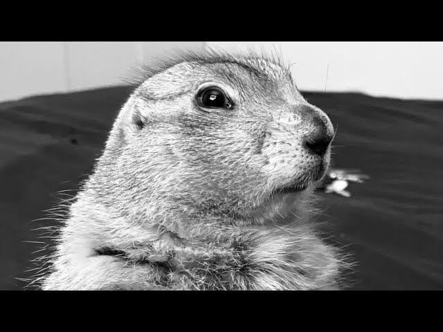 Who was Big Ounce the Prairie Dog? Lifespan explored as internet pays ...