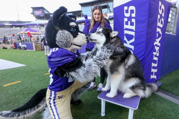 Washington Huskies Mascot