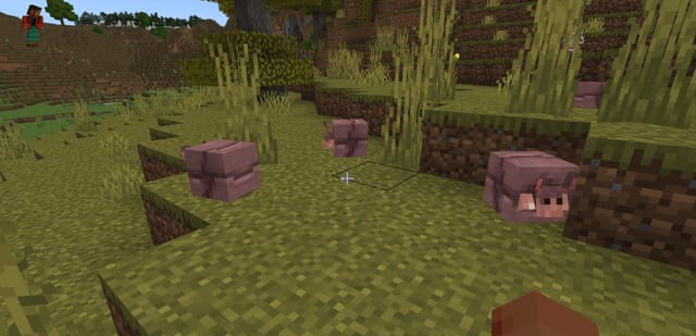 How to find armadillo in Minecraft