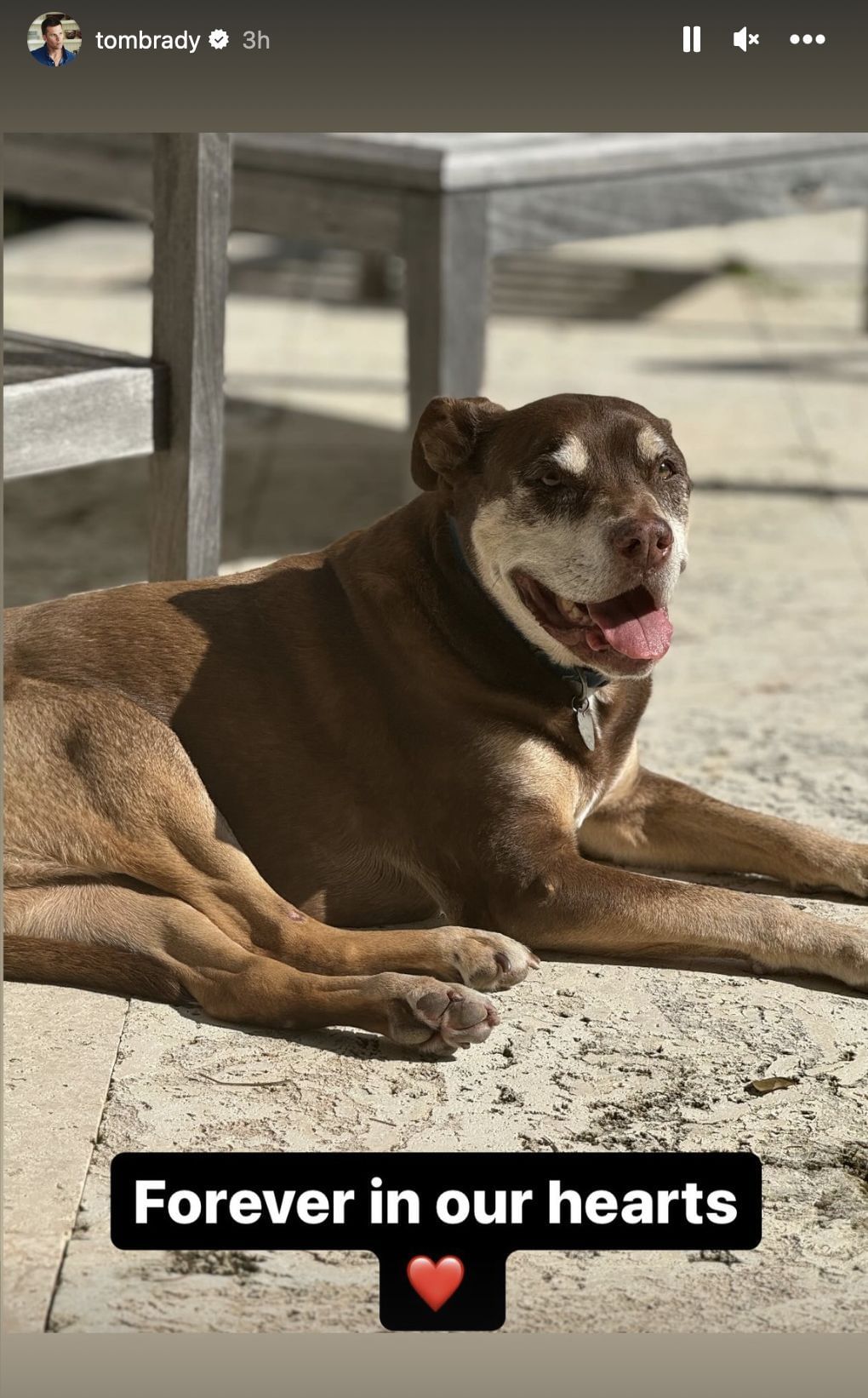 IN PHOTOS: Tom Brady, ex-wife Gisele Bundchen mourn death of ‘little ...