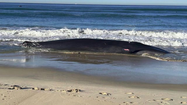How big is a fin whale? Giant creature washes ashore on Pacific Beach ...