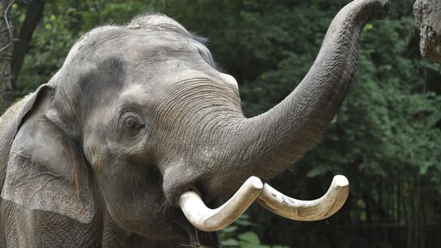 Why is Raja the elephant being moved? Relocation details explored as ...