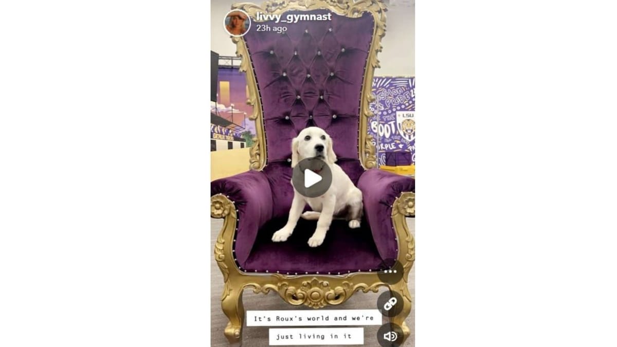 Olivia Dunne captures pet labrador Roux's first Christmas to spark ...