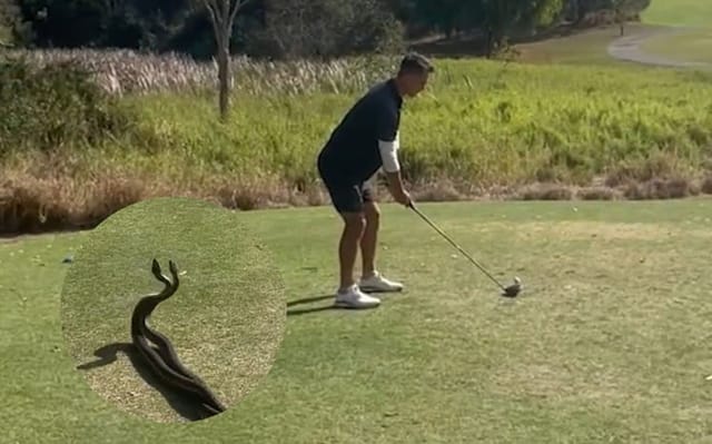 Watch: Man continues playing golf amidst two pythons engaged in a duel ...