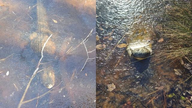 Alligator: What does Brumation mean? Story behind frozen alligator's ...