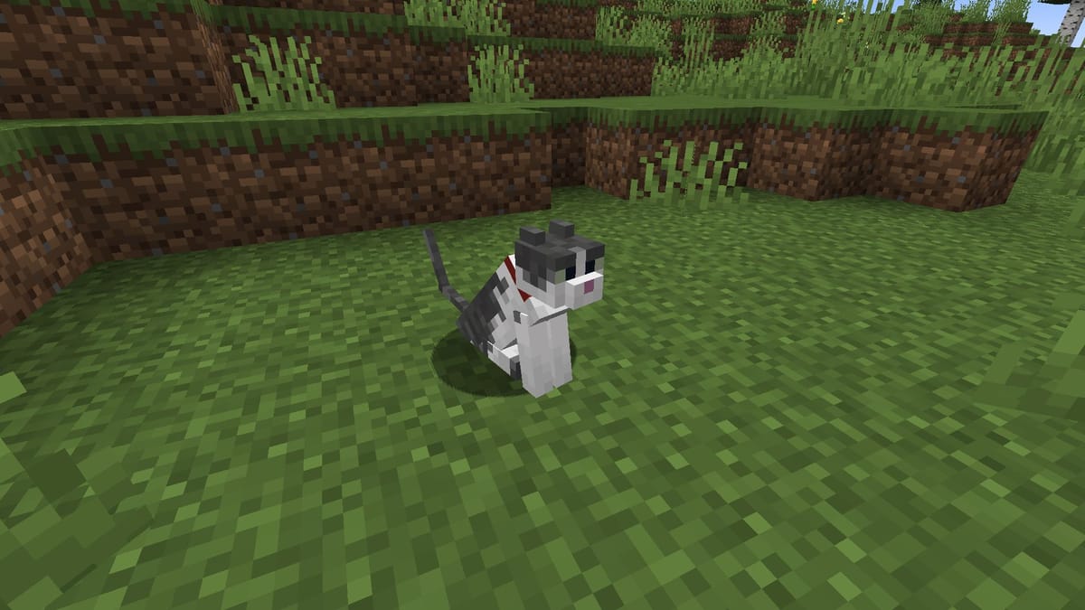 Popular Minecraft cat Jellie has passed away, fans send out heartfelt ...