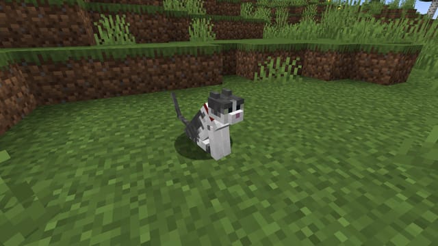 Popular Minecraft cat Jellie has passed away, fans send out heartfelt ...