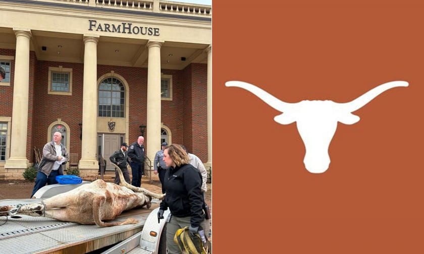 Dead longhorn found before Big 12 championship game incident has ...